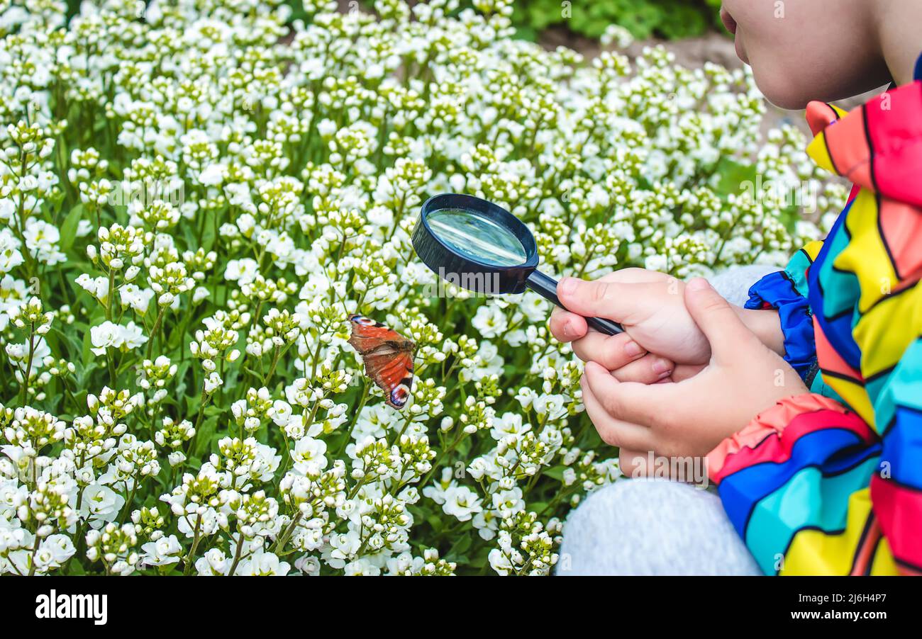 child looks into a magnifying glass butterfly sits on flowers ...