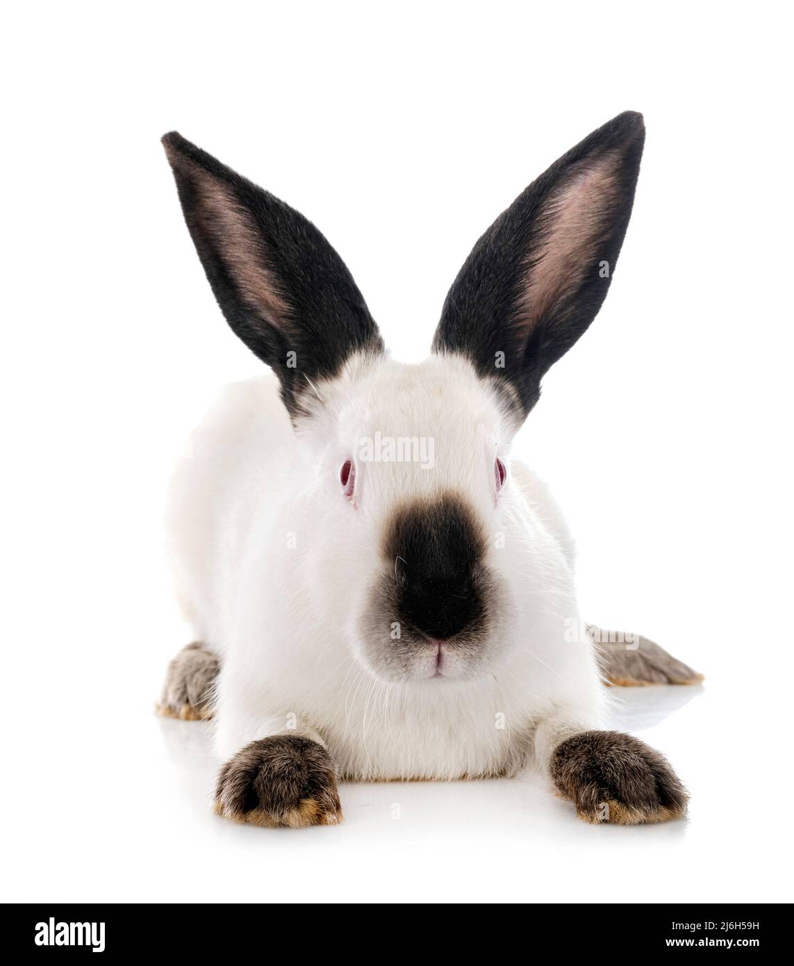 Californian rabbit in front of white background Stock Photo - Alamy