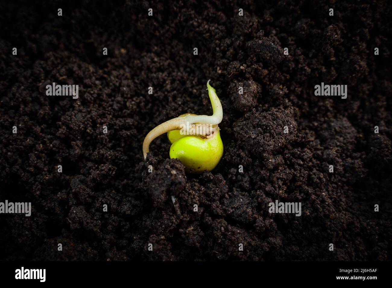 Sprouted pea seed close-up on the ground. Sprout from the cotyledon ...