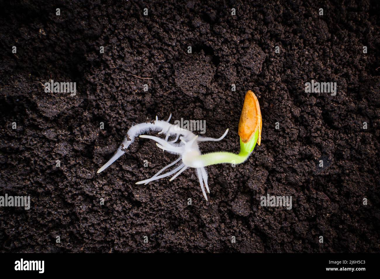 Sprouted zucchini seed close-up on the ground. Green seed sprout, lush ...
