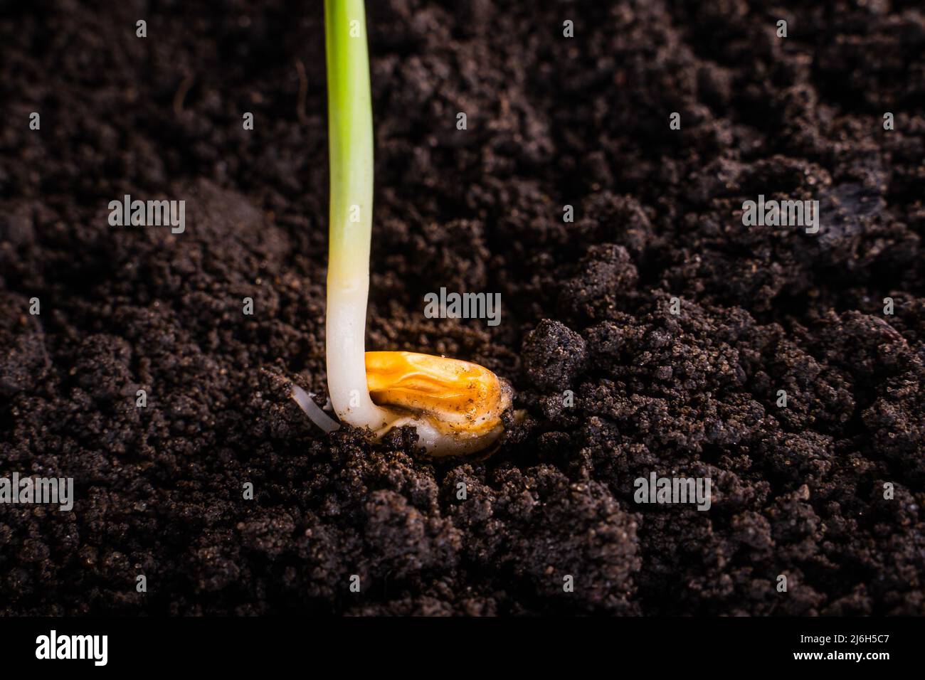 Germinated corn seed close-up on the ground. Sweet corn sprout, root ...