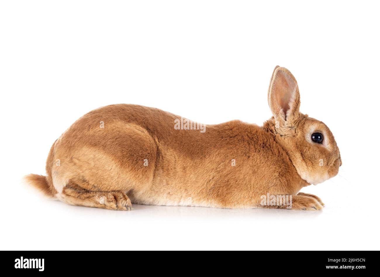 Rex rabbit in front of white background Stock Photo - Alamy