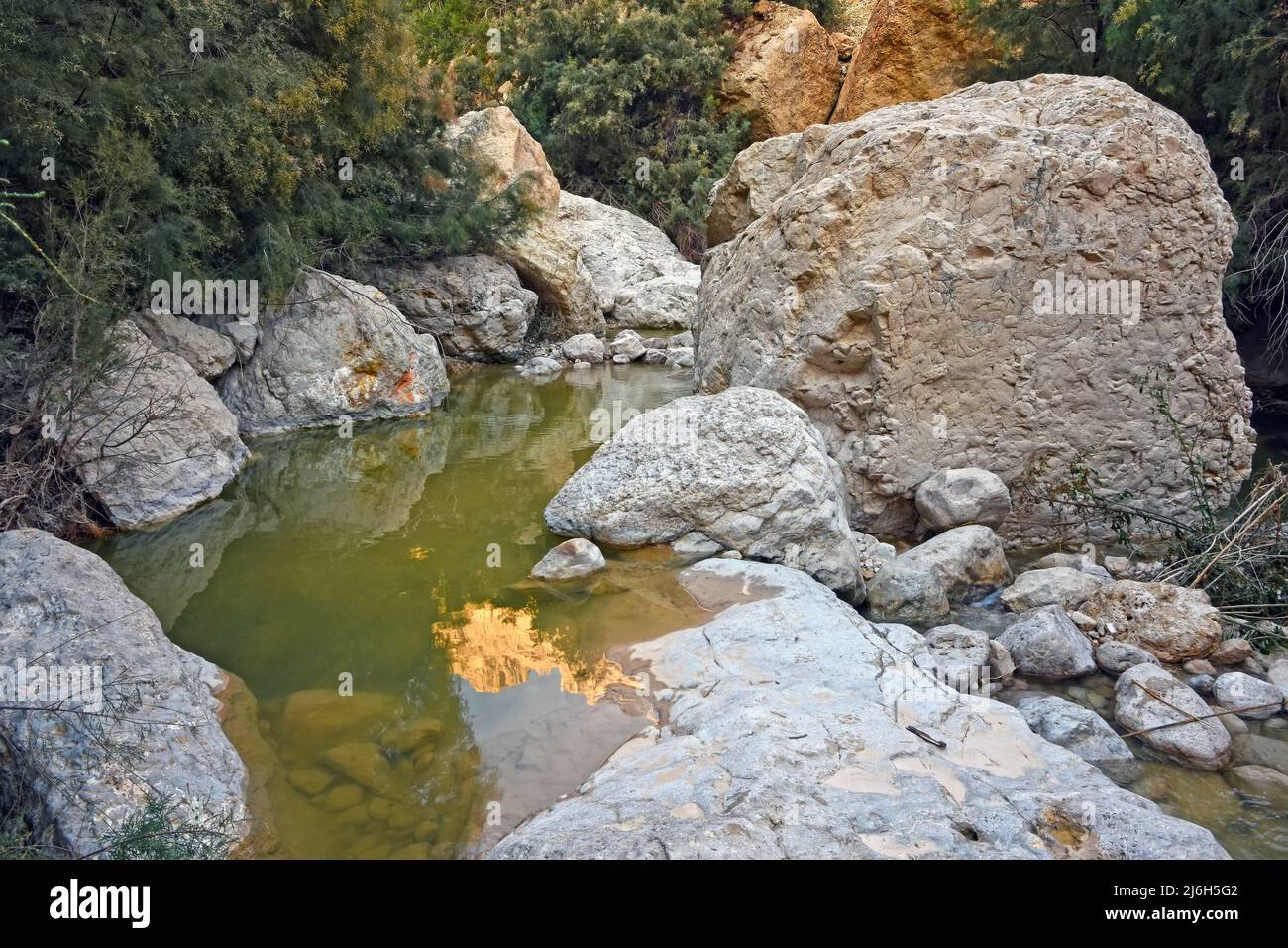 Bristly hollyhock, Alcea setosa flowers Stock Photo - Alamy