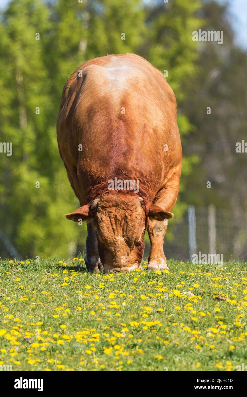 Rustic grazing cattle scene hi-res stock photography and images - Alamy