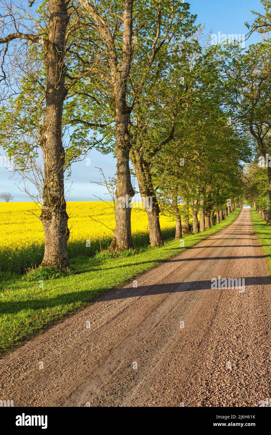 Country road alley in countryside landscape Stock Photo - Alamy
