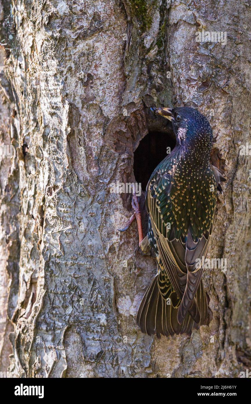 Starling at the nesting hole at a tree with insects in its beak Stock ...