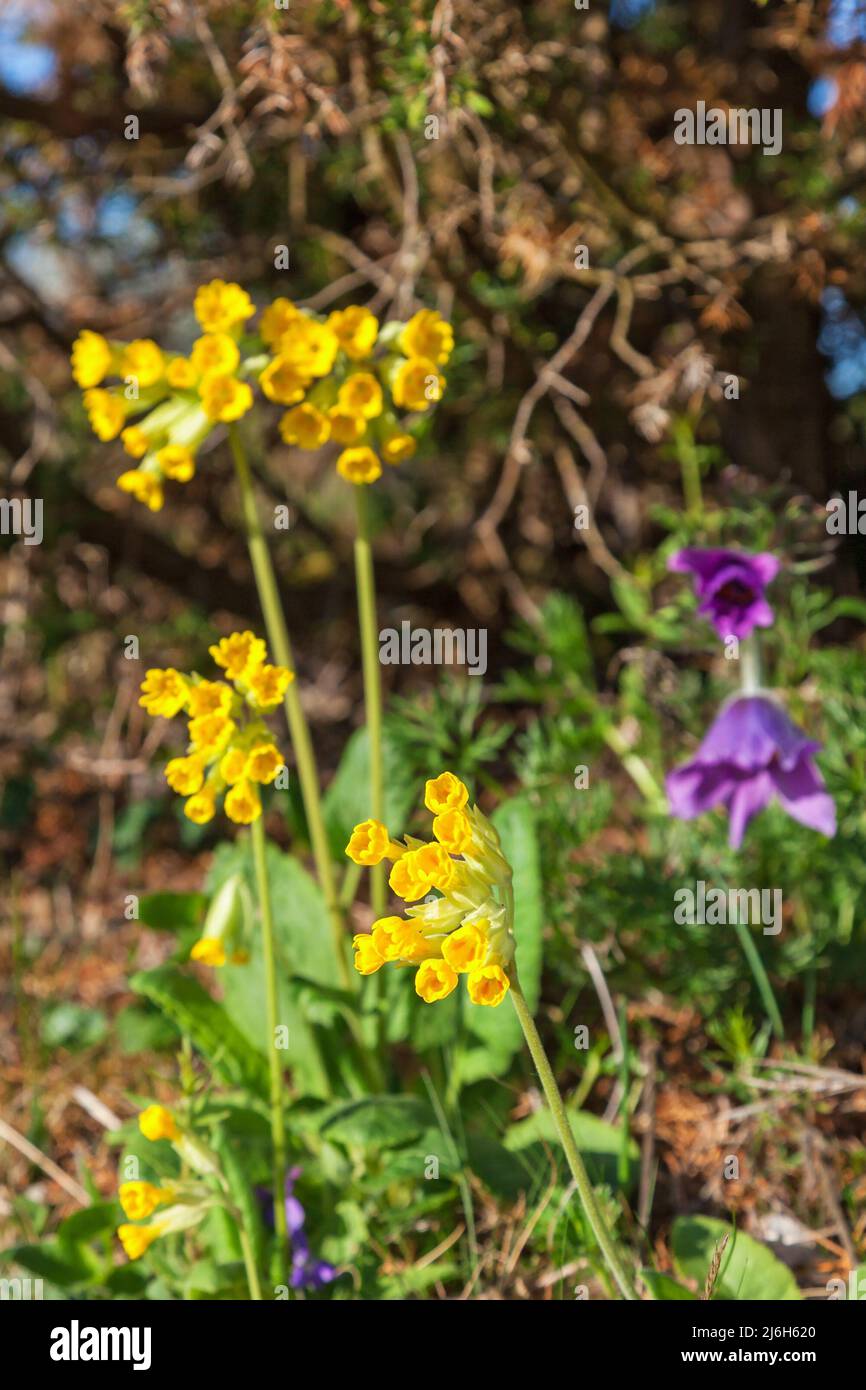 Cowslips in a meadow hi-res stock photography and images - Alamy
