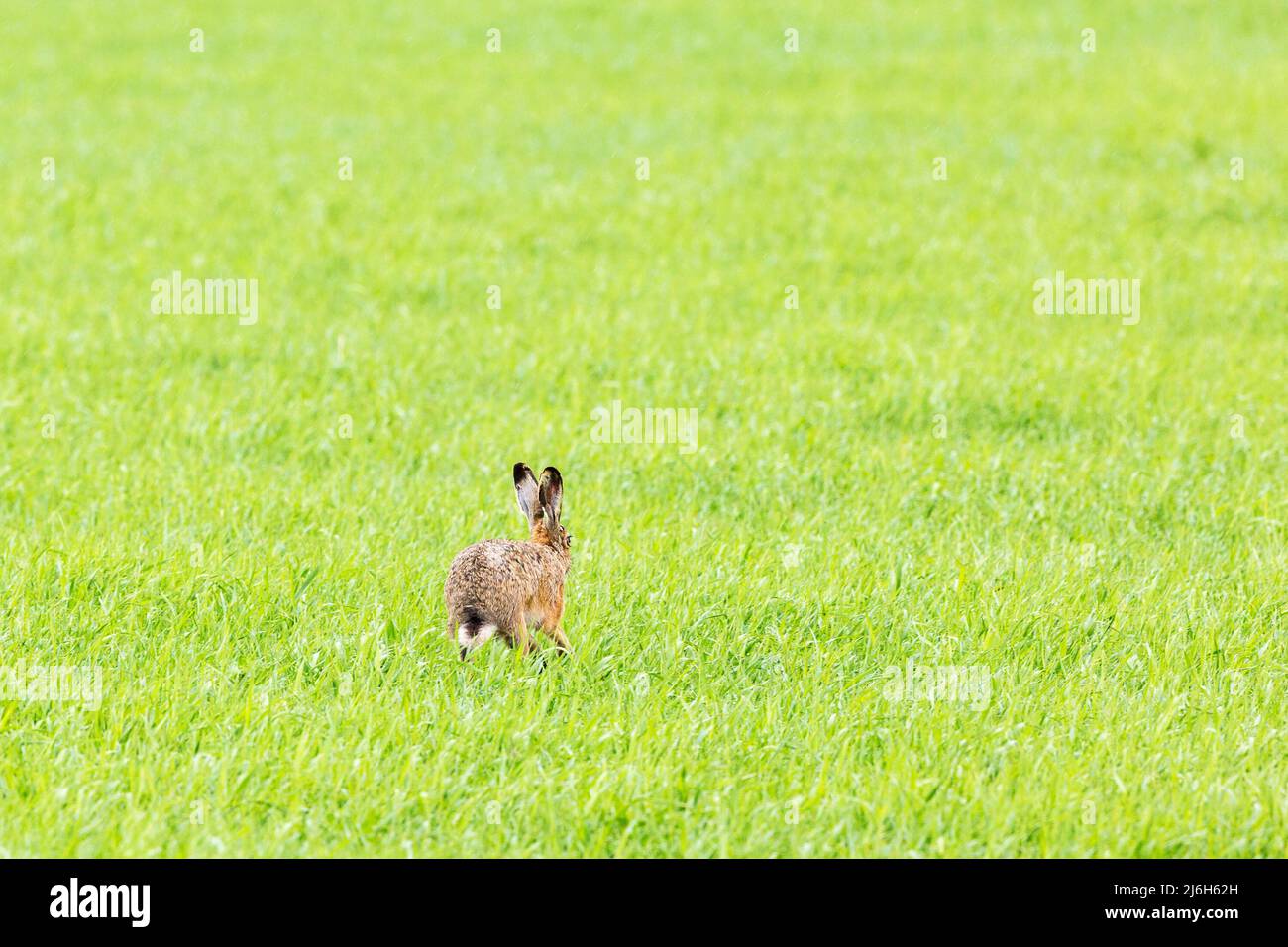 European hare jump hi-res stock photography and images - Alamy