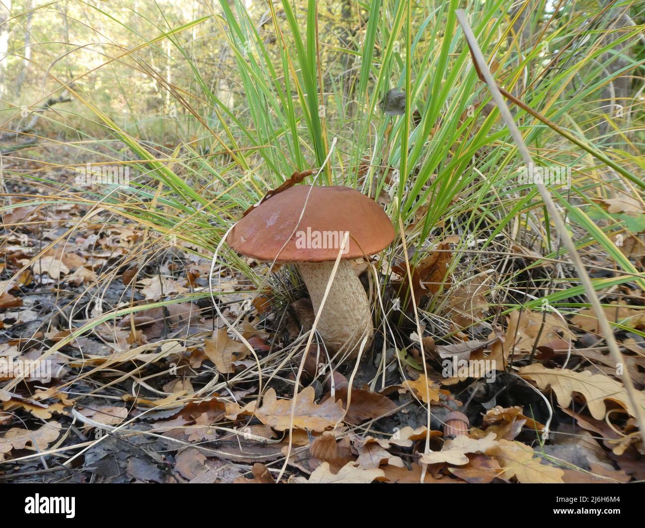 Rotkappe at its best Stock Photo - Alamy