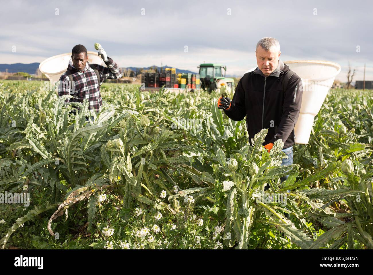 Workers gathering in crops of artichokes Stock Photo - Alamy