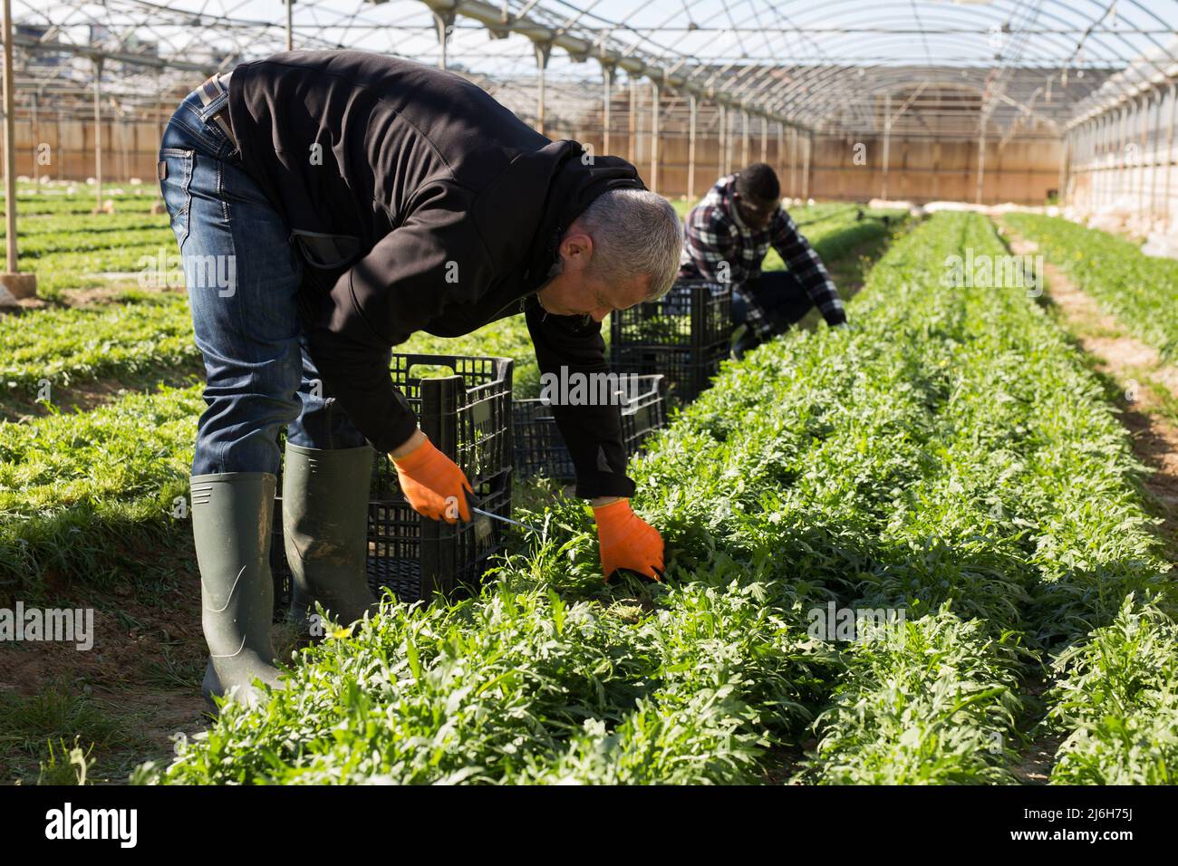 Mature male farmer gardener hi-res stock photography and images - Alamy