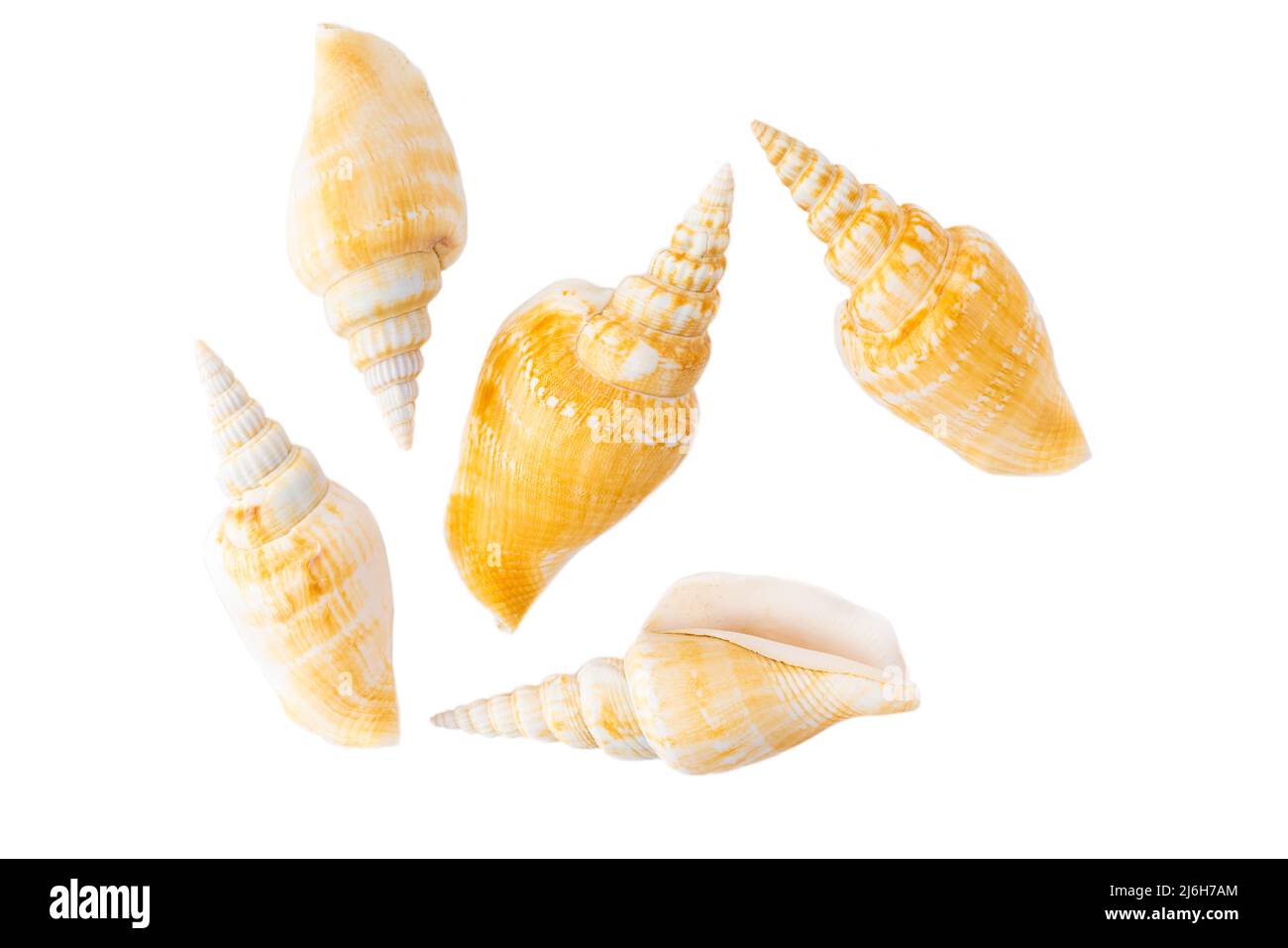 Composition of isolated exotic sea shells on white background top view ...