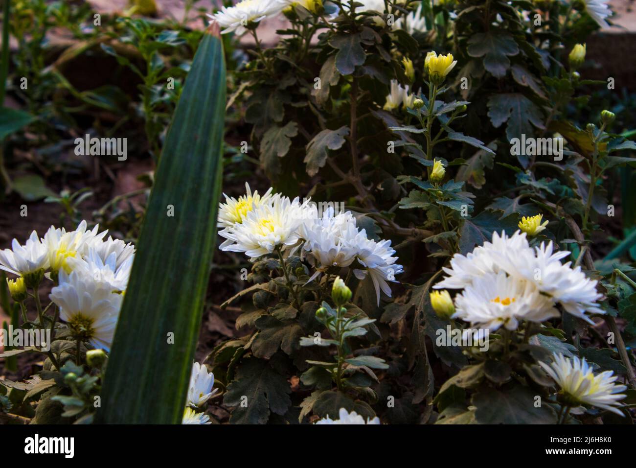 close up Chrysanthemum flower . White flowers in the garden . This ...