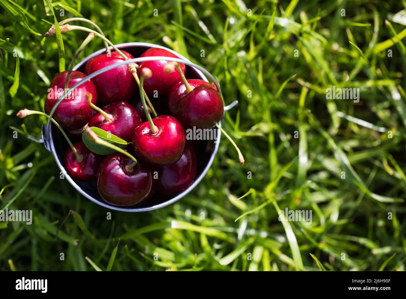 Ripe cherries in a metal bucket on the green grass. Copy space Stock ...