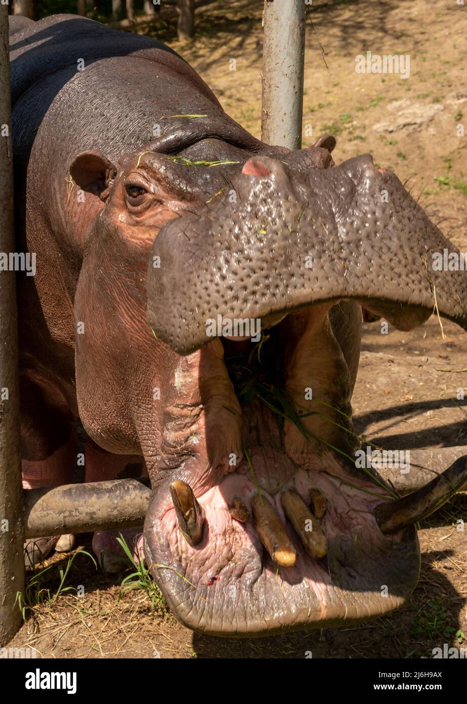 Pygmy hippo hi-res stock photography and images - Alamy