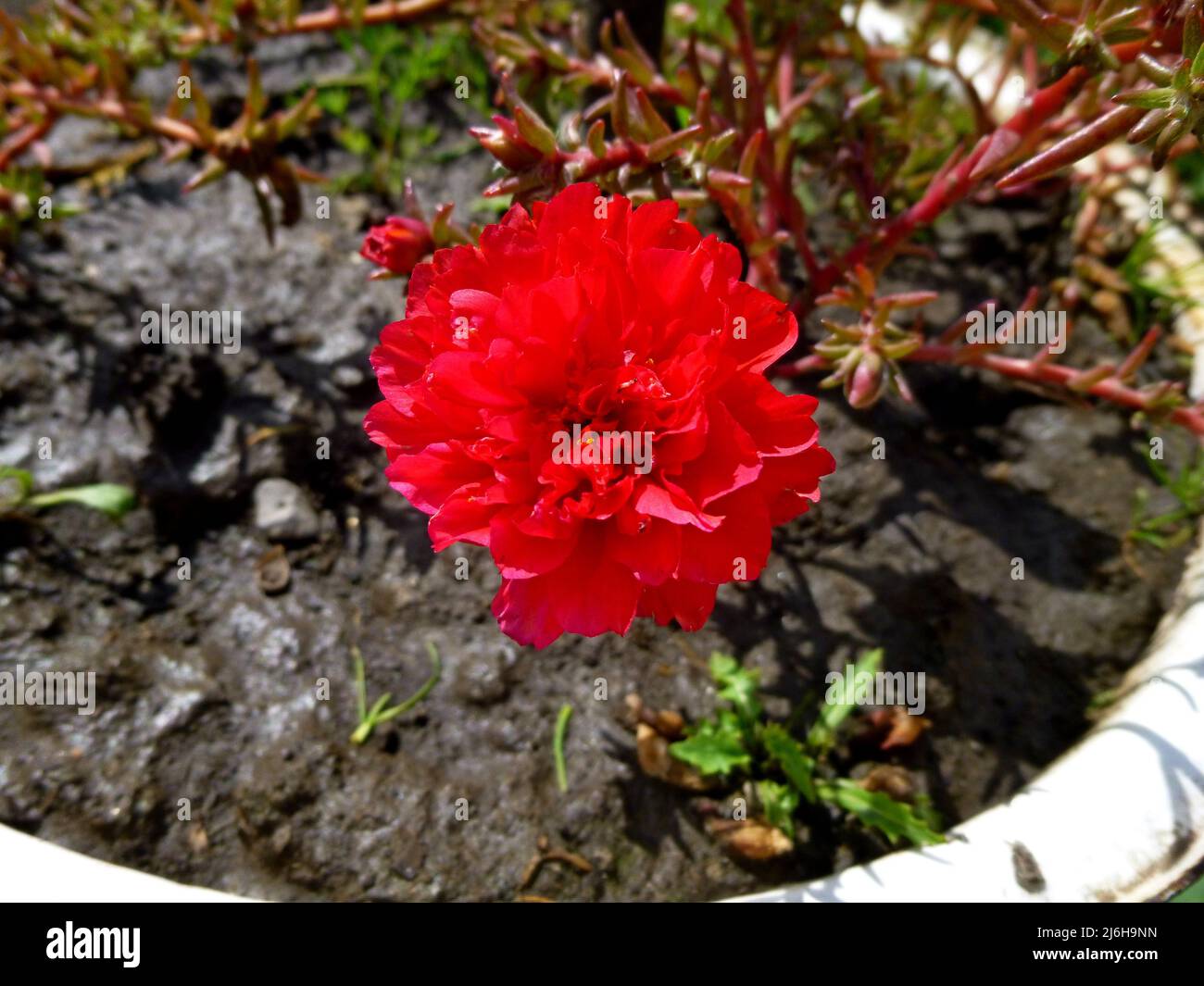 Purslane red white flowers blooms in the garden on a summer sunny day ...
