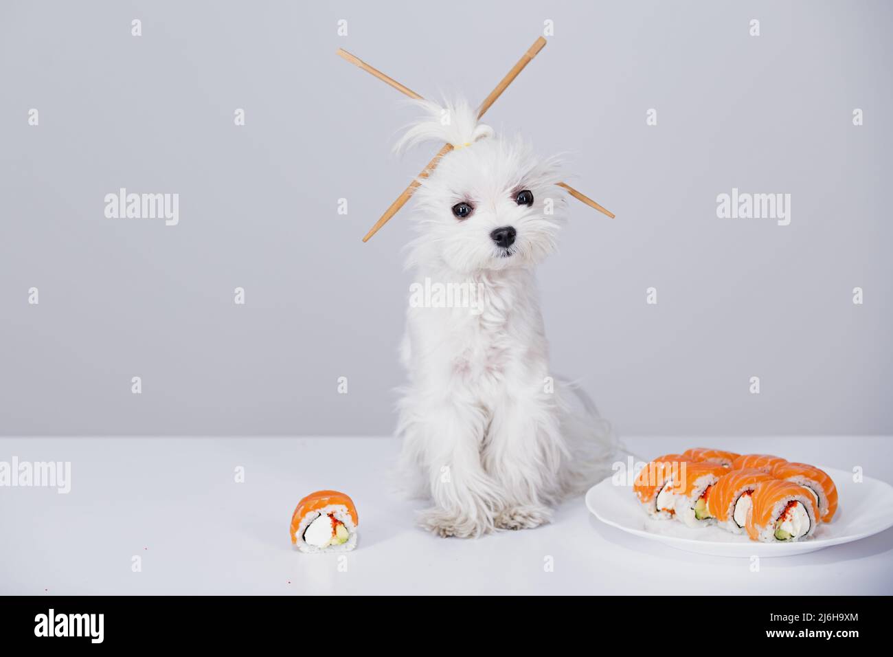Funny dog with sushi rolls, sashimi. Sushi puppy with chopsticks ...
