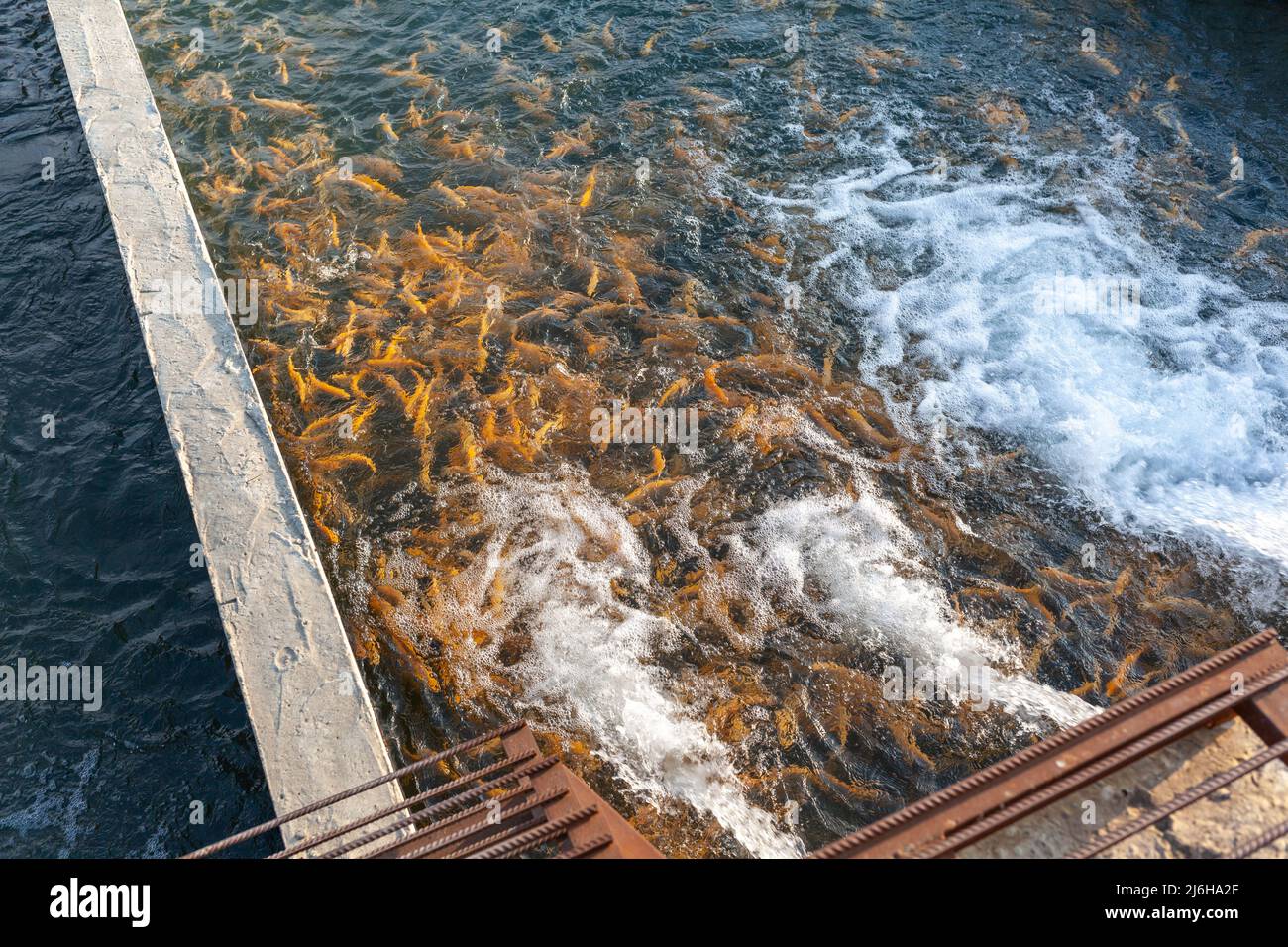 Cultivation of golden trout and other fish in concrete pools. Trout ...