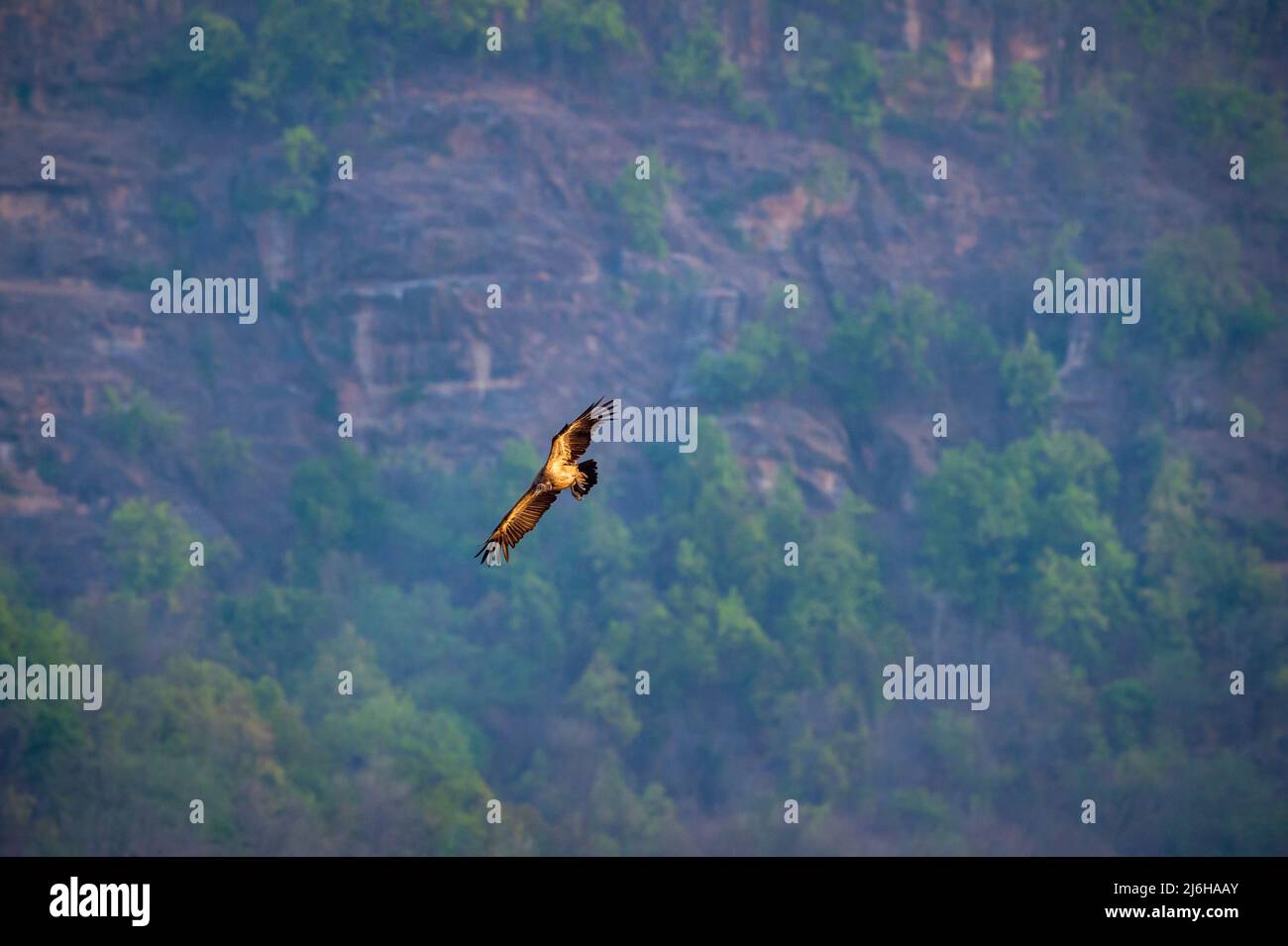 Long billed indian Vulture or Gyps indicus a critically endangered ...