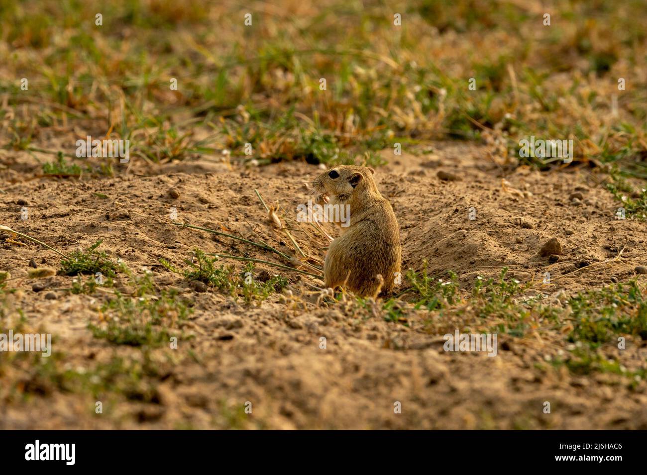 Indian desert jird or gerbil or Meriones hurrianae closeup feeding ...