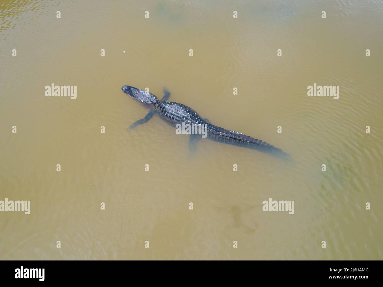 American Alligator in Mobile Bay Stock Photo - Alamy