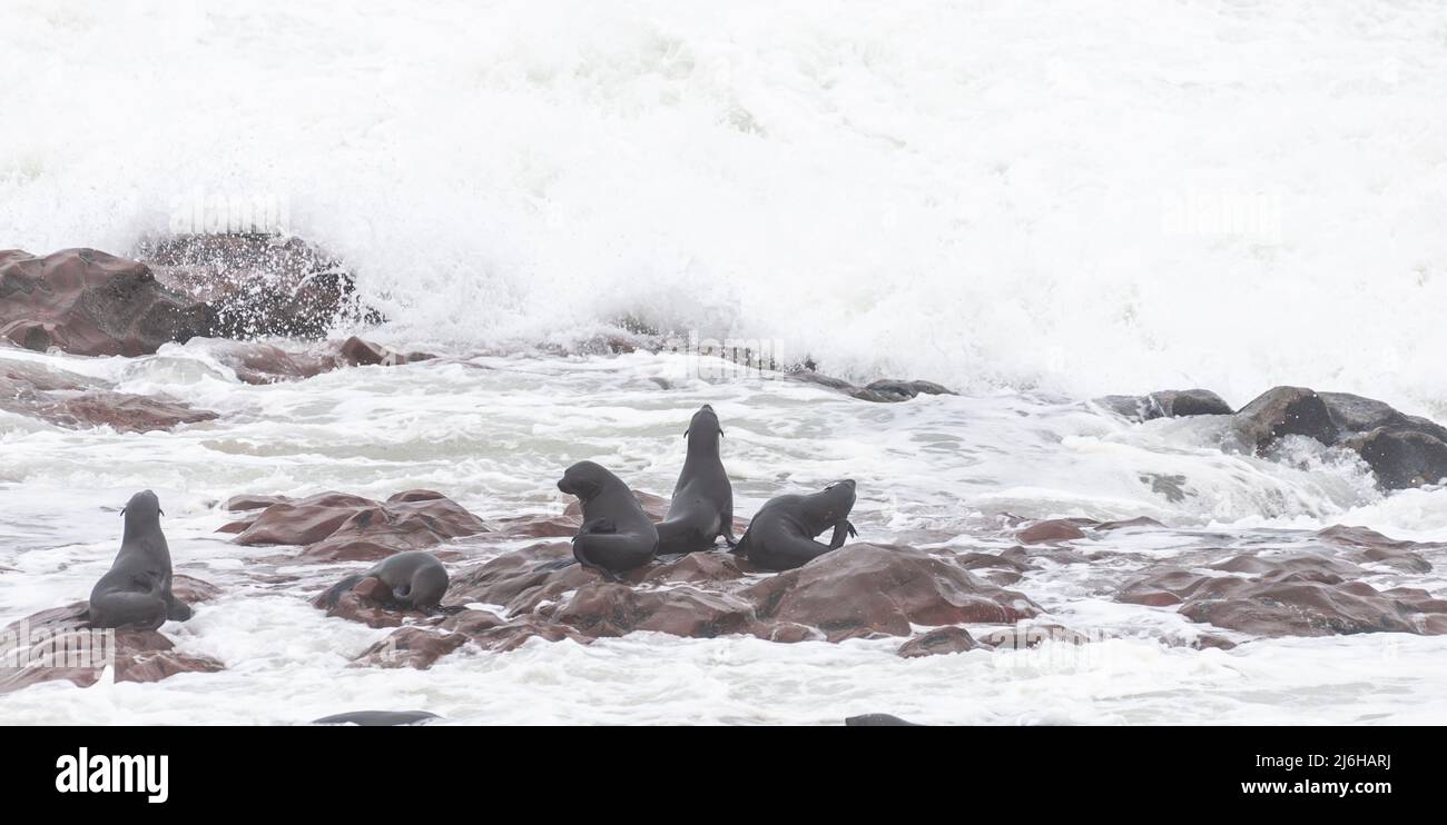 Five adult seals waiting to jump into a very rough sea. Skeleton coast ...