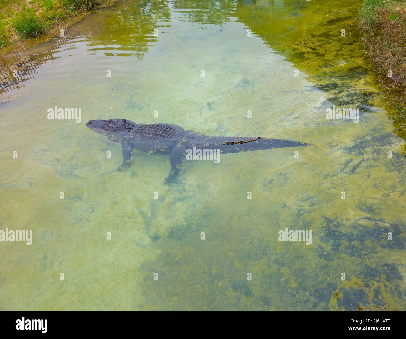 Huge American Alligator in Gulf Shores, Alabama Stock Photo - Alamy