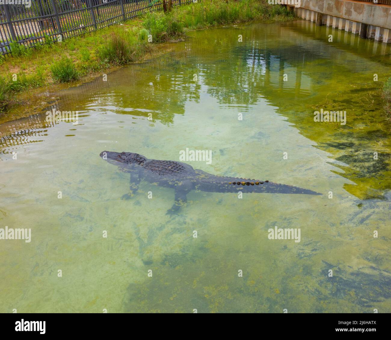 Huge American Alligator in Gulf Shores, Alabama Stock Photo - Alamy