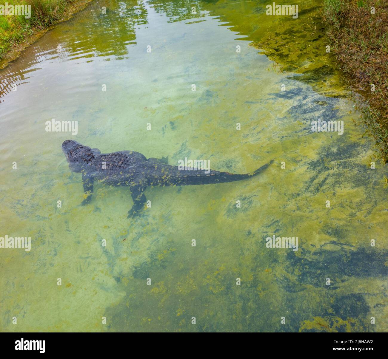 Huge American Alligator in Gulf Shores, Alabama Stock Photo - Alamy