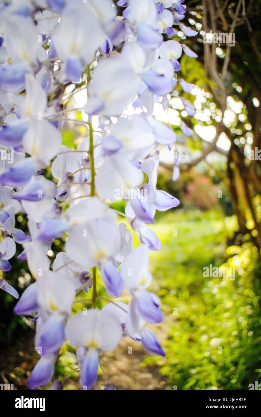 Vertical image of wisteria flowers in the garden - extreme close-up ...
