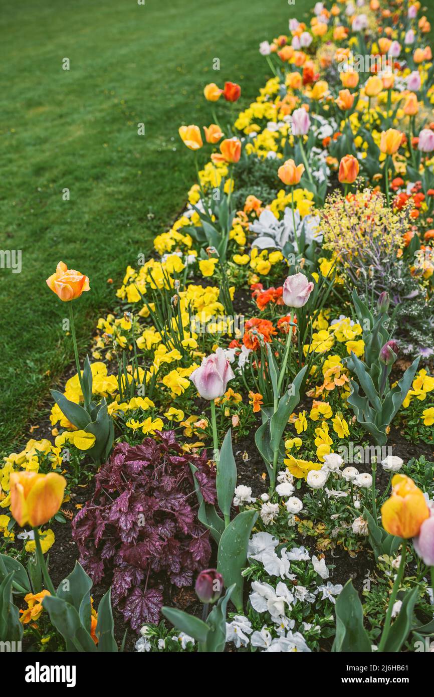 Vertical image with long flowers alley In bloom flower bed with tulips ...