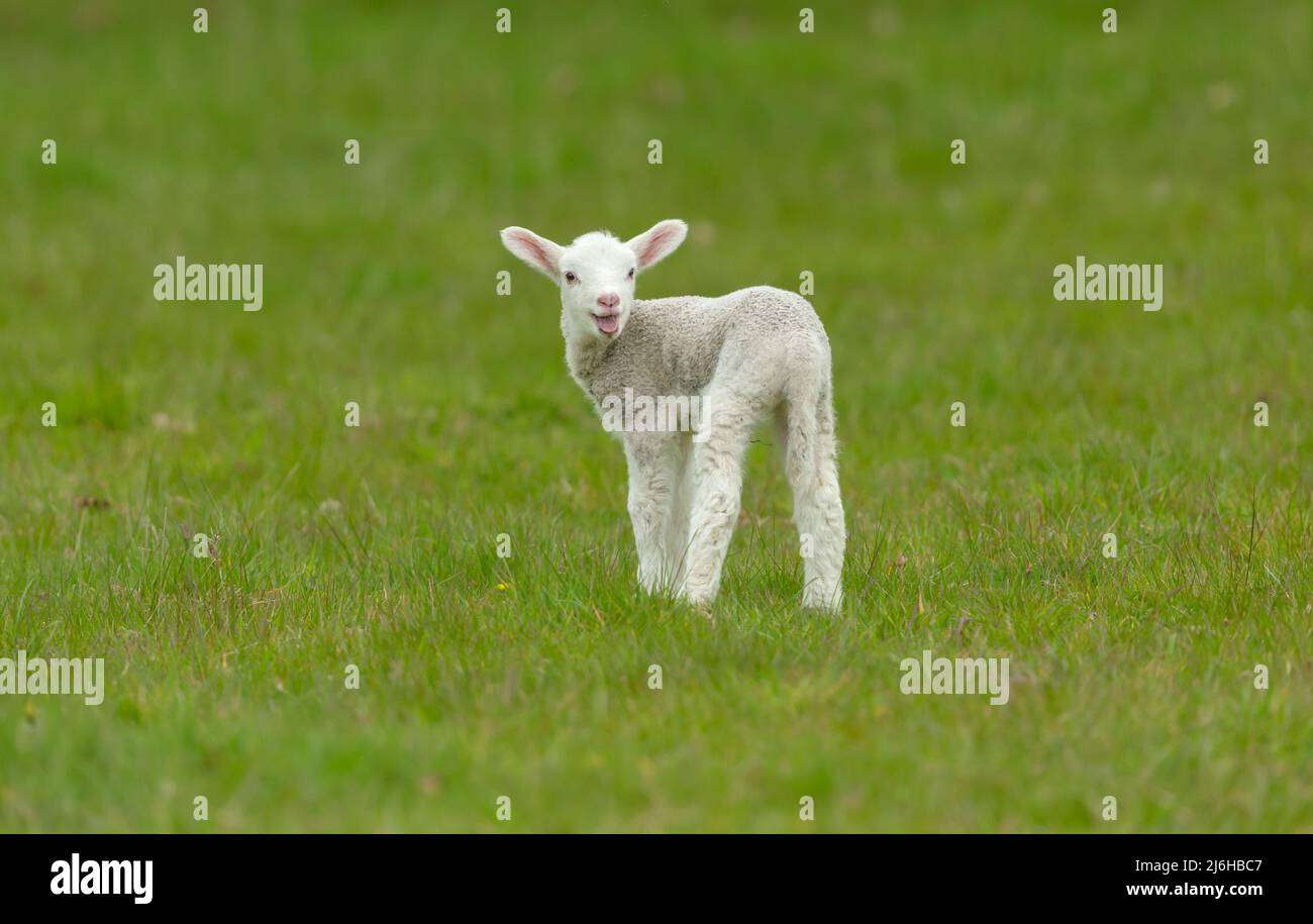 Crying lamb sheep hi-res stock photography and images - Alamy