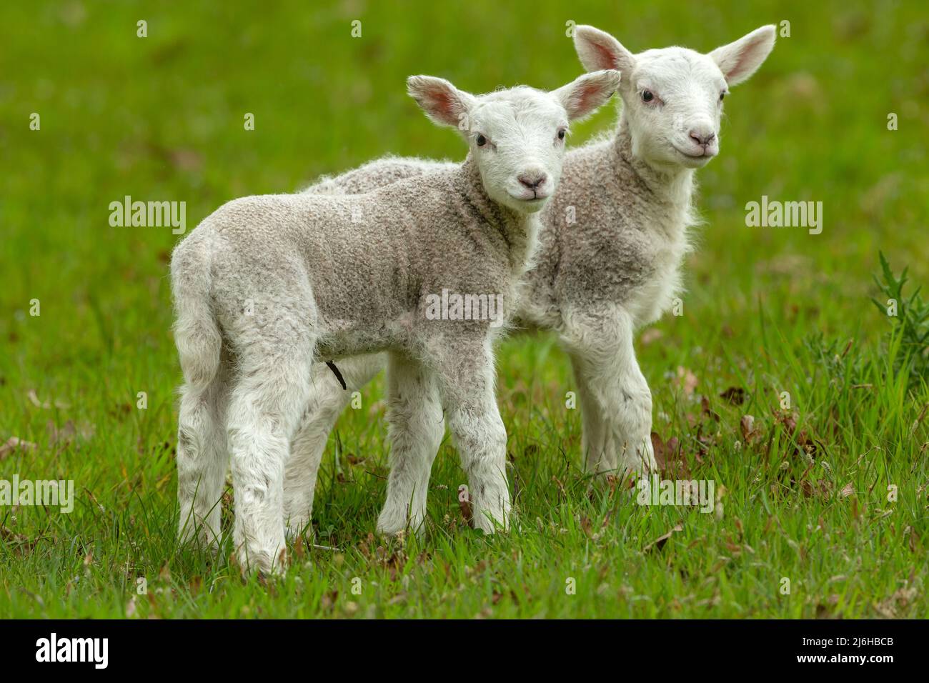 Close of two, cute, newborn twin lambs in Springtime, facing forward in ...
