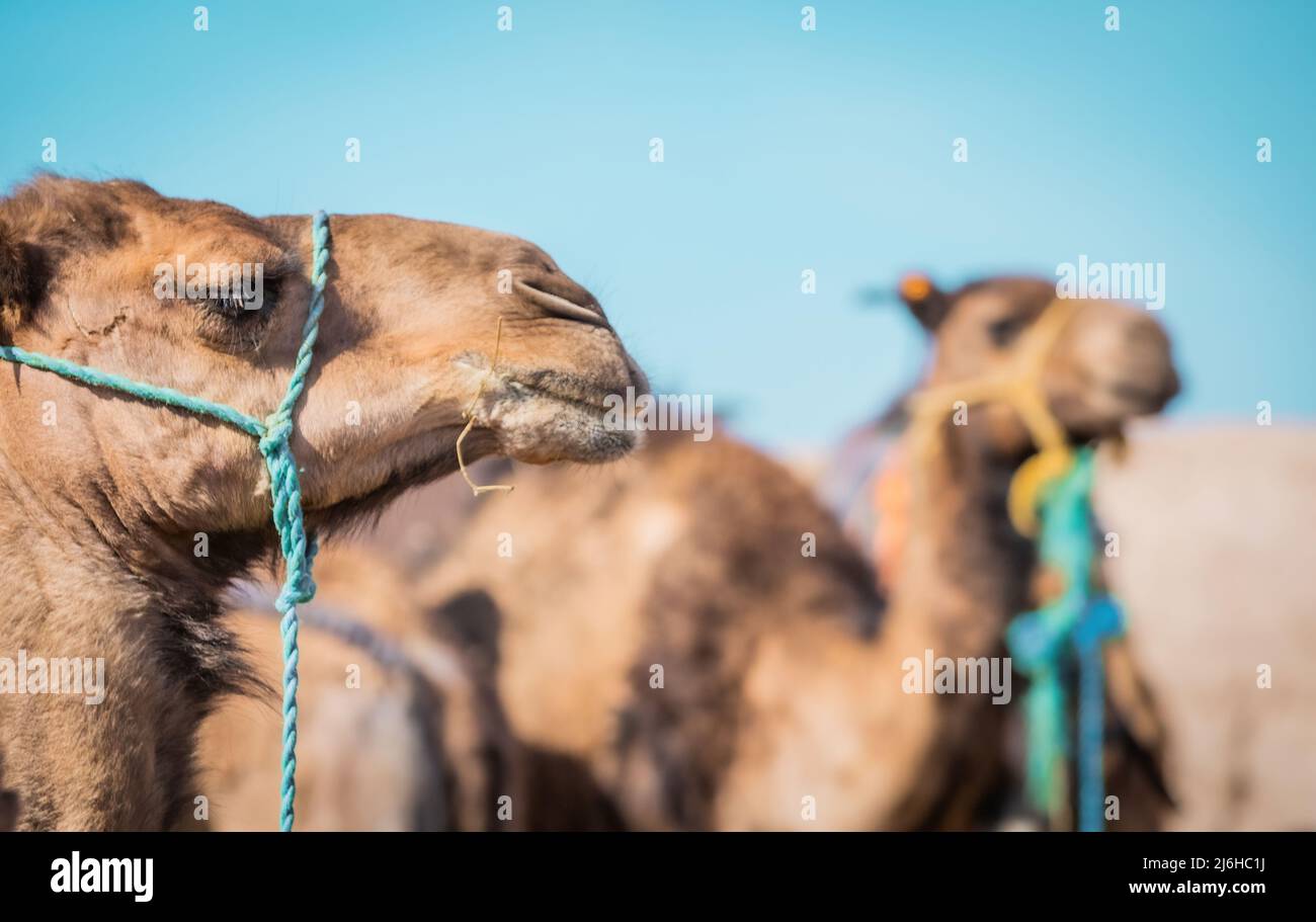 Animals of Morocco Stock Photo - Alamy