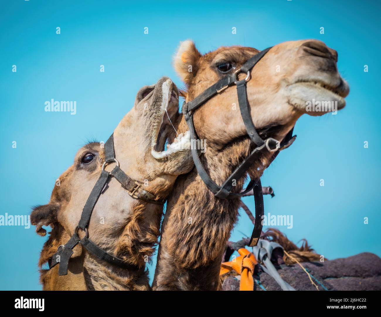 Animals of Morocco Stock Photo - Alamy