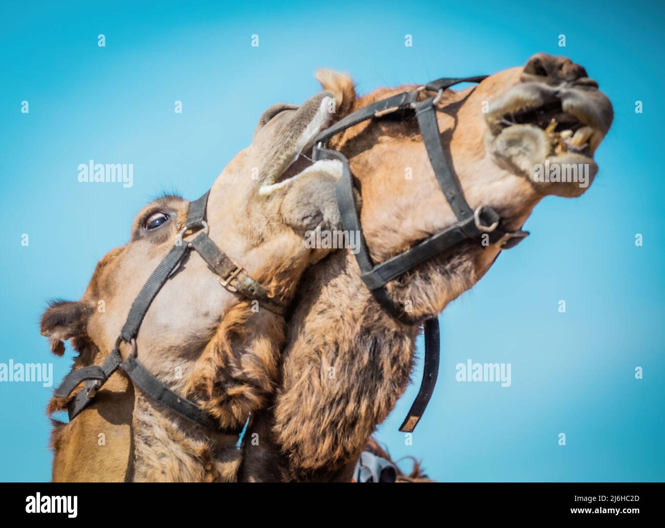 Animals of Morocco Stock Photo - Alamy