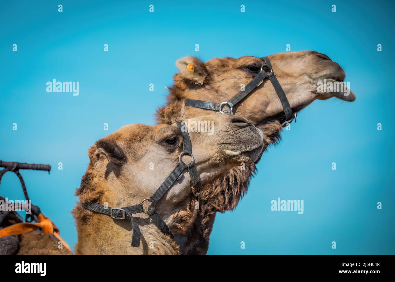Animals of Morocco Stock Photo - Alamy