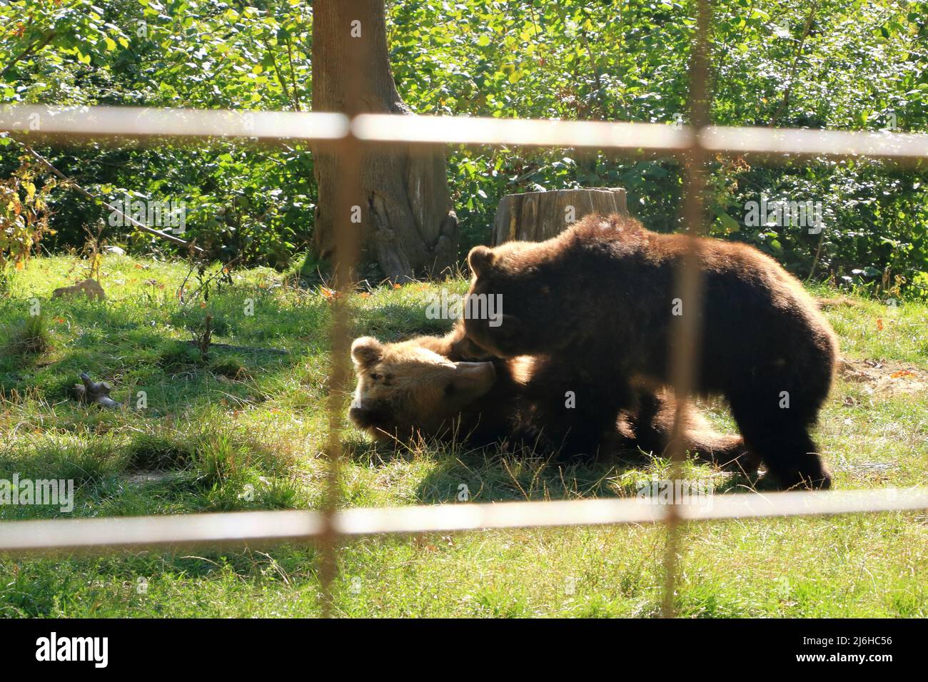 Two brown bear cubs are playing fighting Stock Photo - Alamy