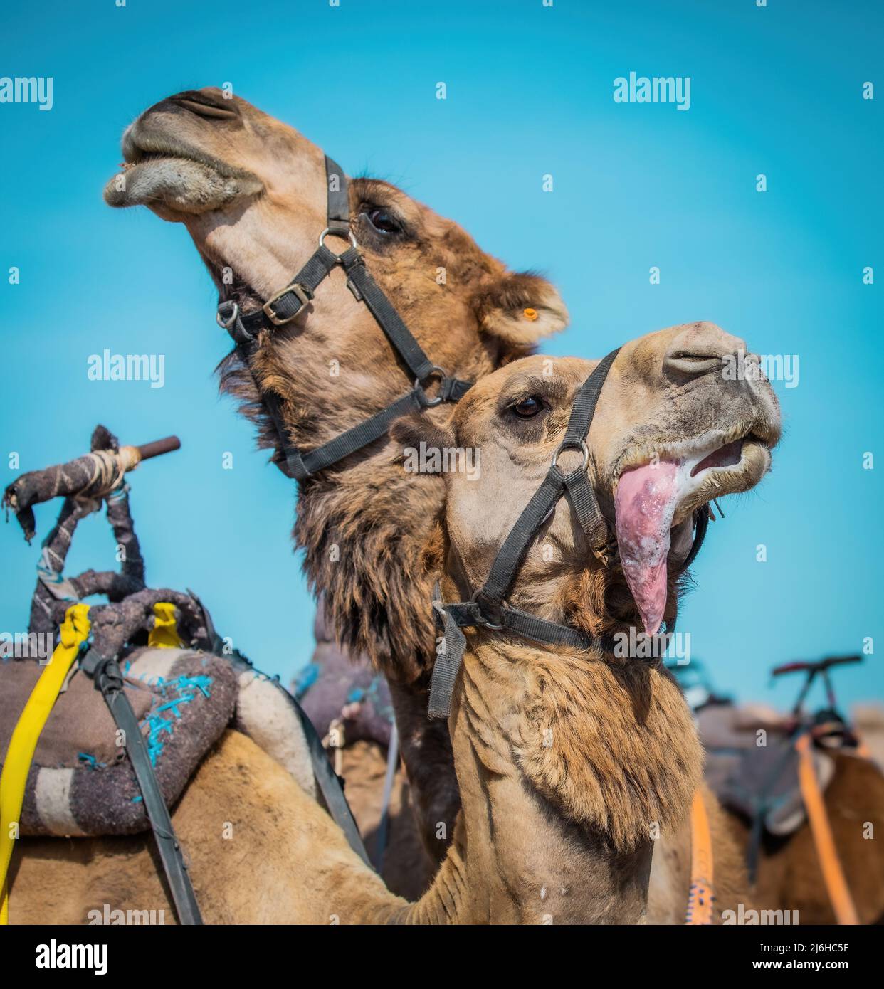 Animals of Morocco Stock Photo - Alamy