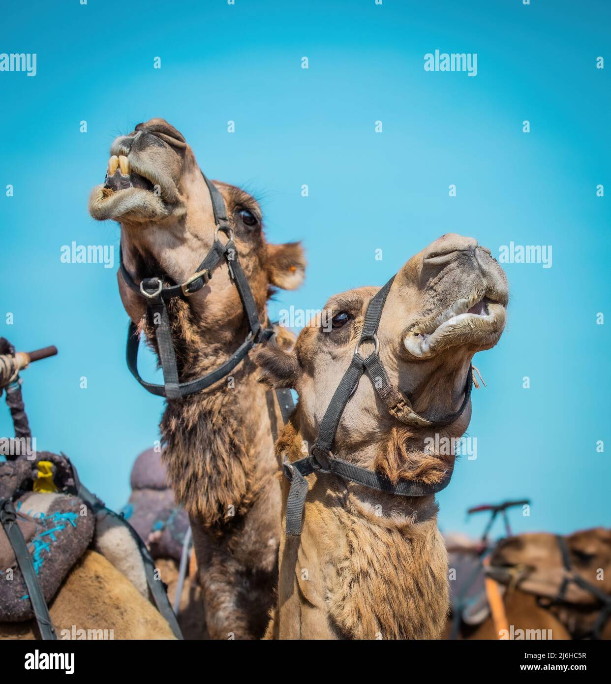 Animals of Morocco Stock Photo - Alamy