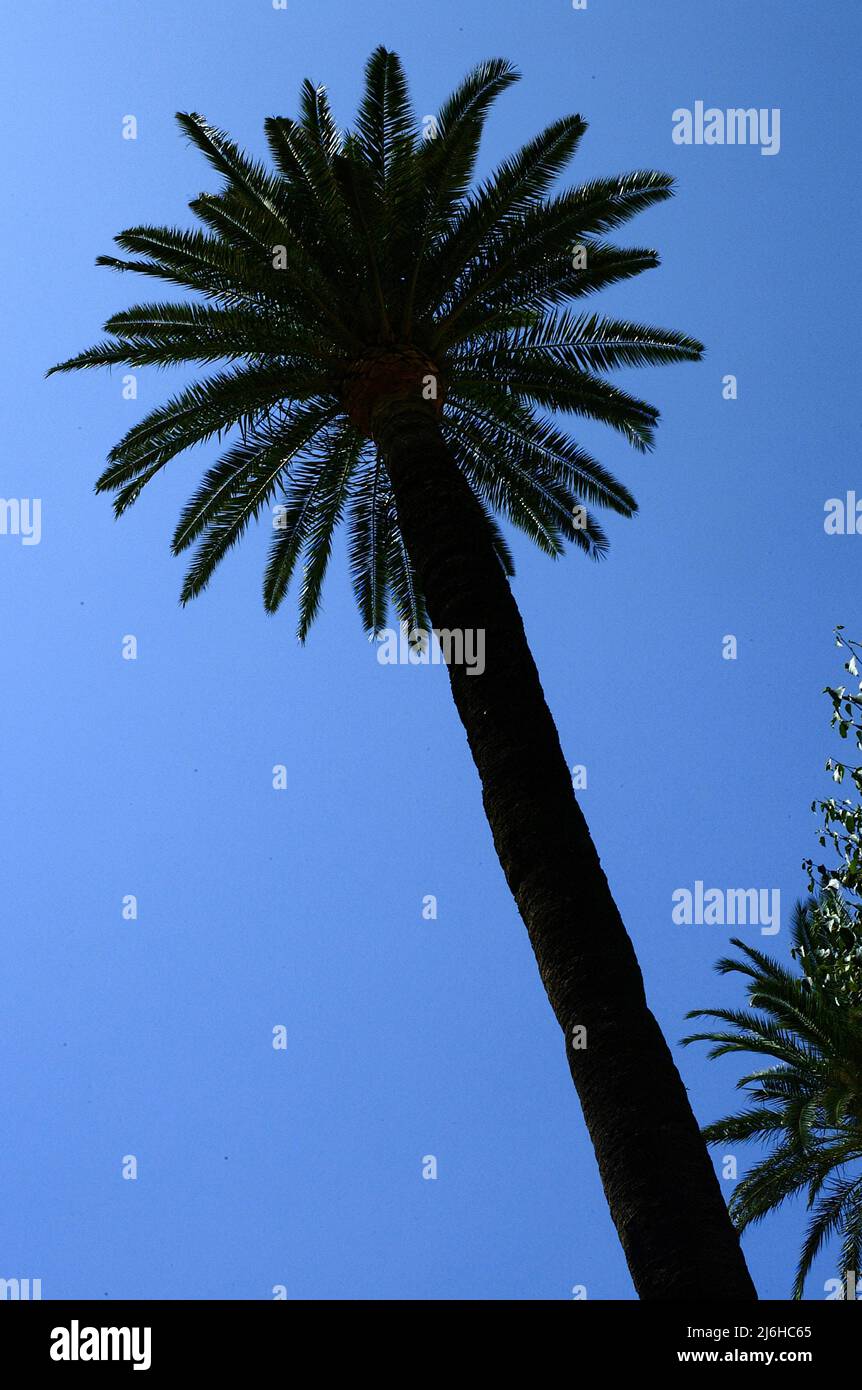 Palm tree silhouette,Antibes, South of France Stock Photo - Alamy