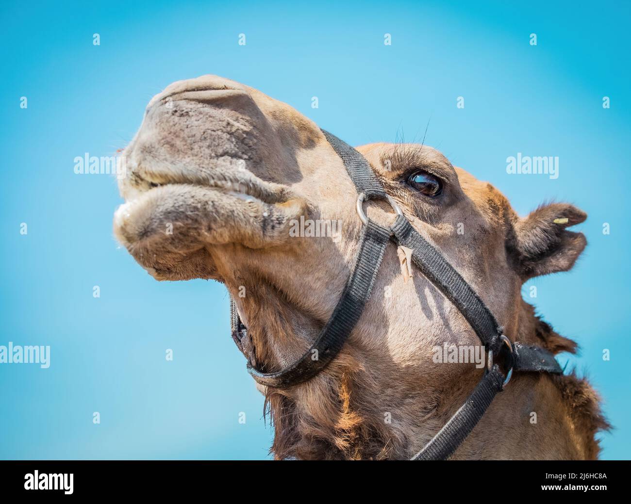 Animals of Morocco Stock Photo - Alamy