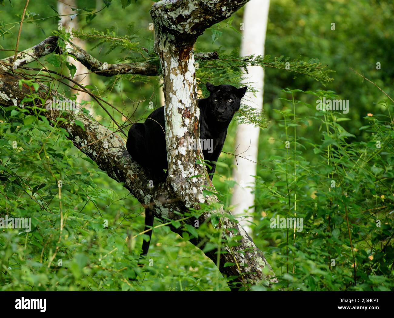 Kabani hi-res stock photography and images - Alamy