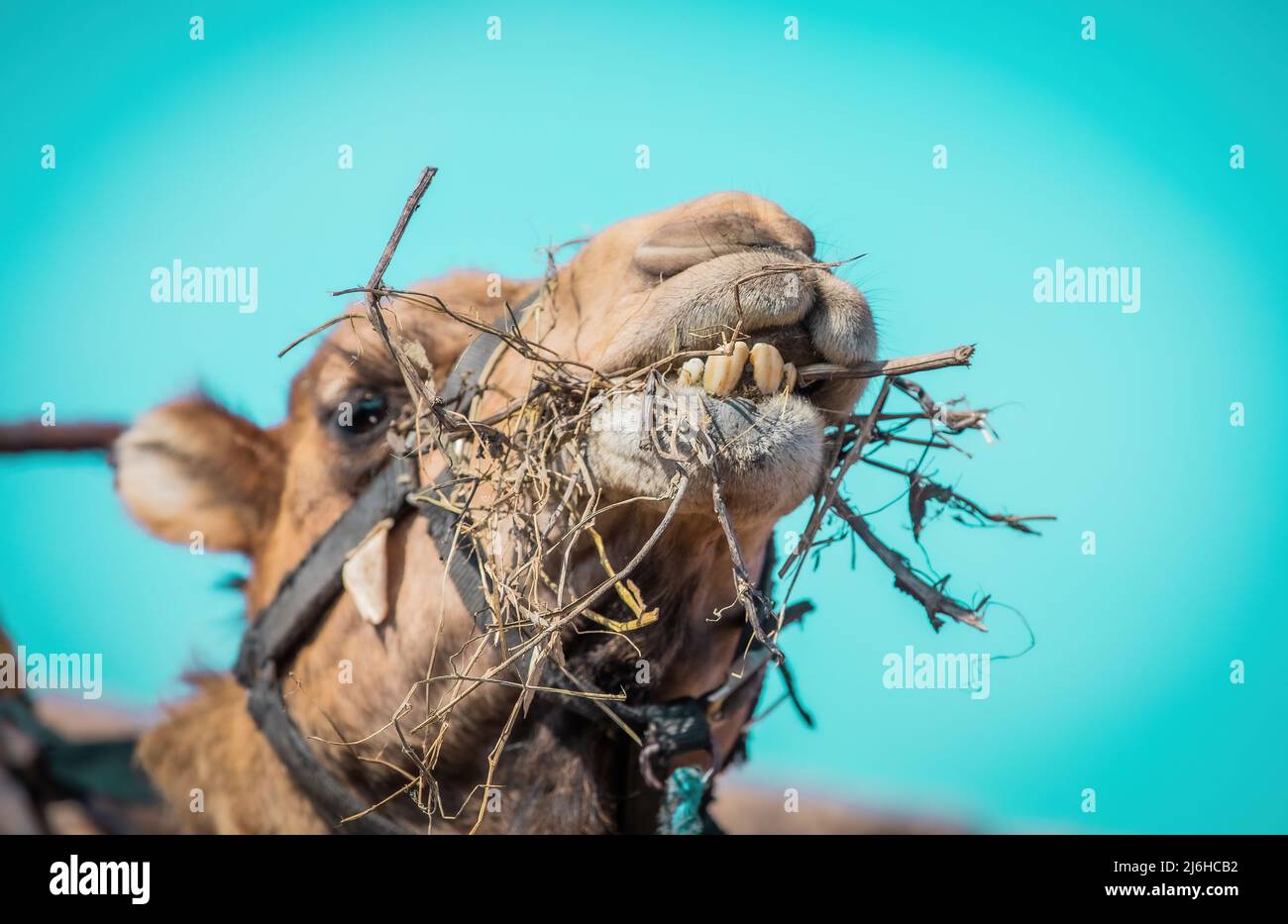 Animals of Morocco Stock Photo - Alamy