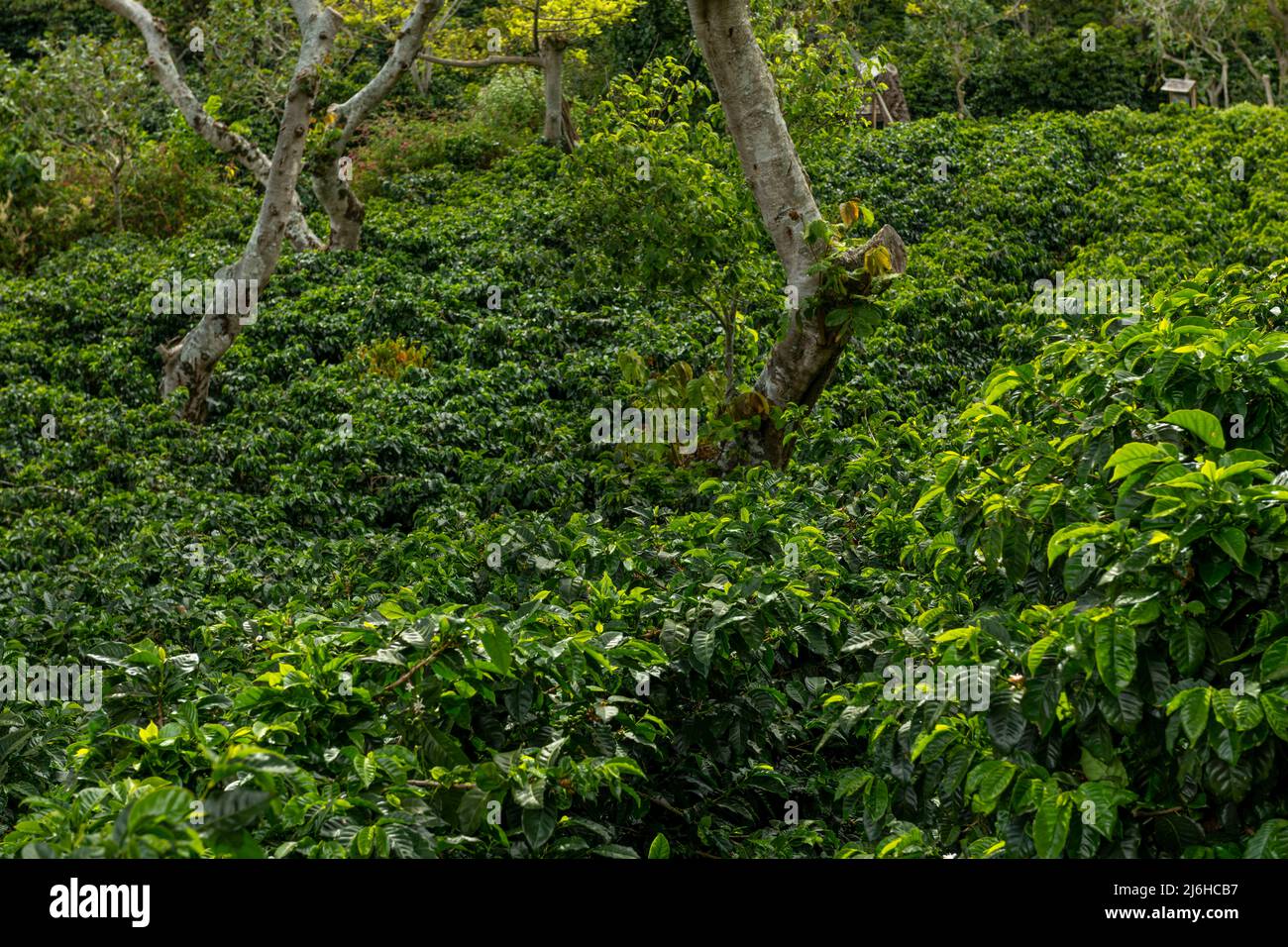 An organic coffee farm in the mountains of Panama, with red coffee ...