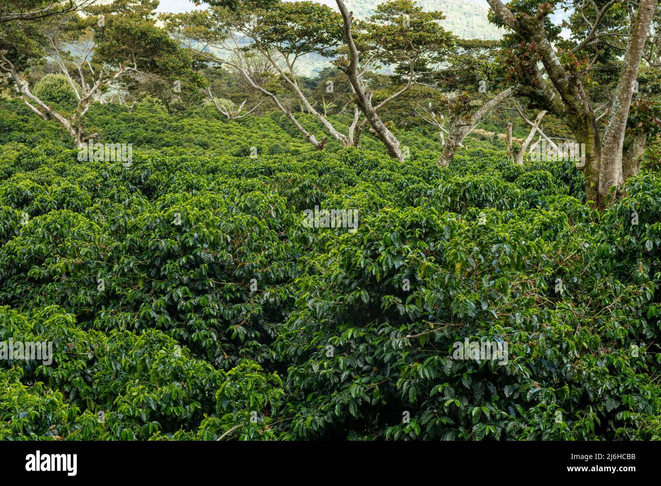 An organic coffee farm in the mountains of Panama, with red coffee ...