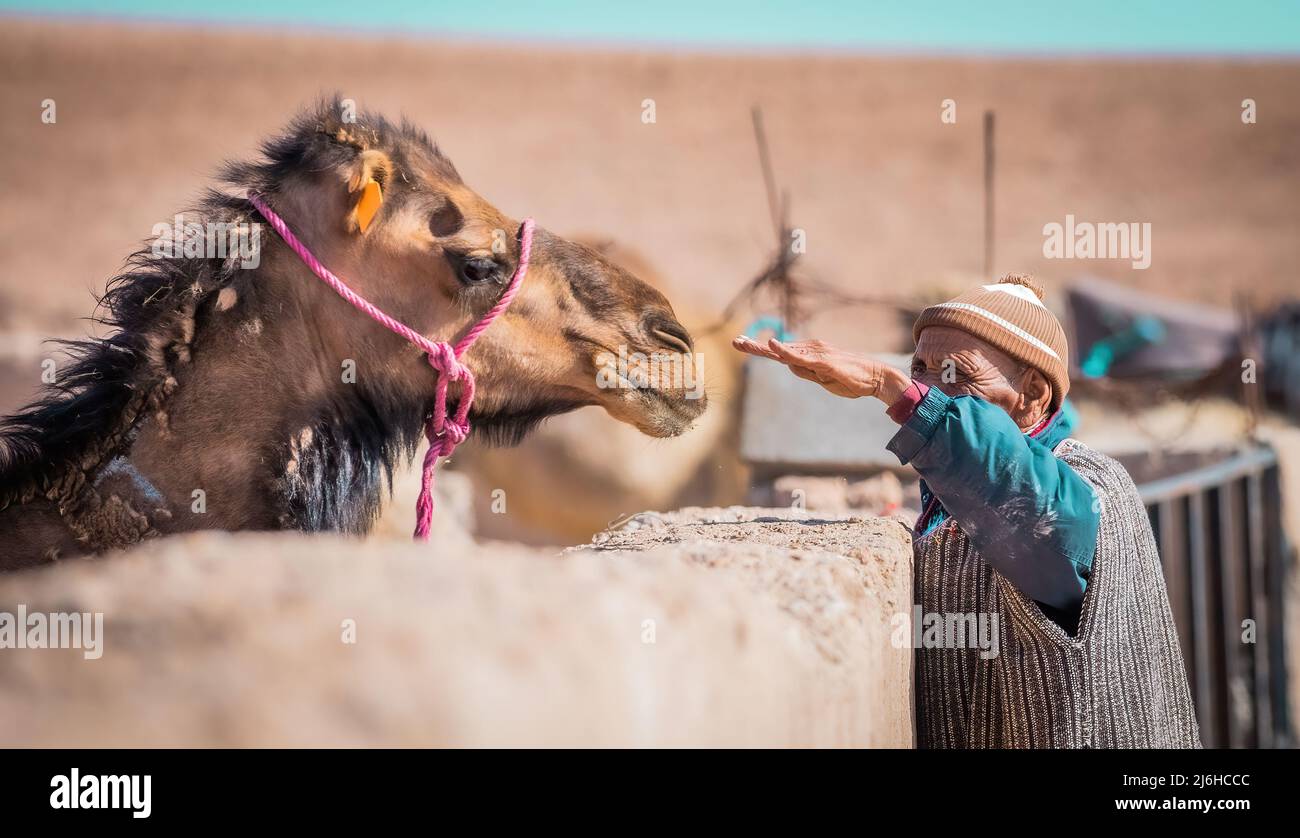 Animals of Morocco Stock Photo - Alamy