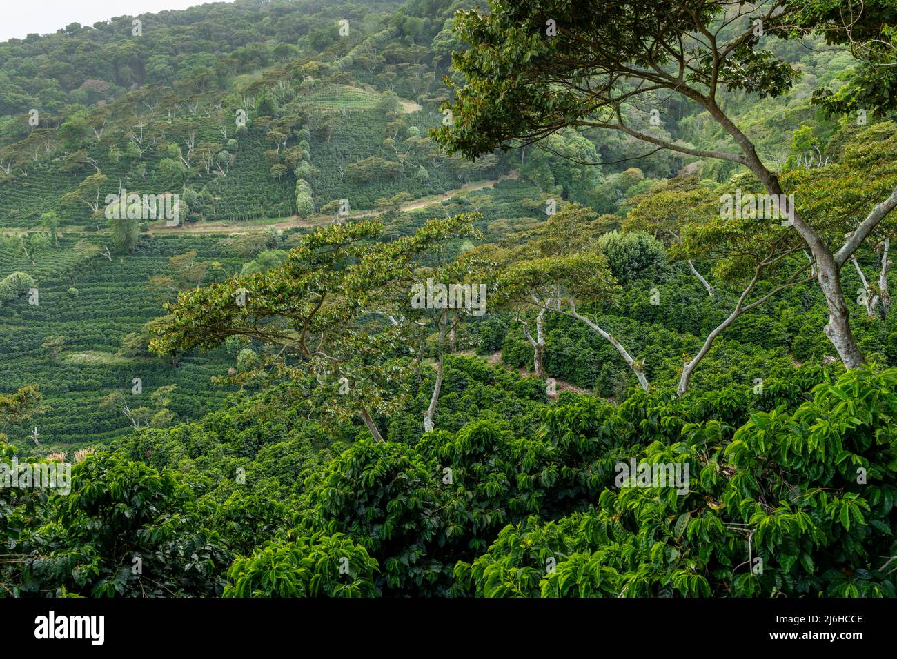 An organic coffee farm in the mountains of Panama, with red coffee ...