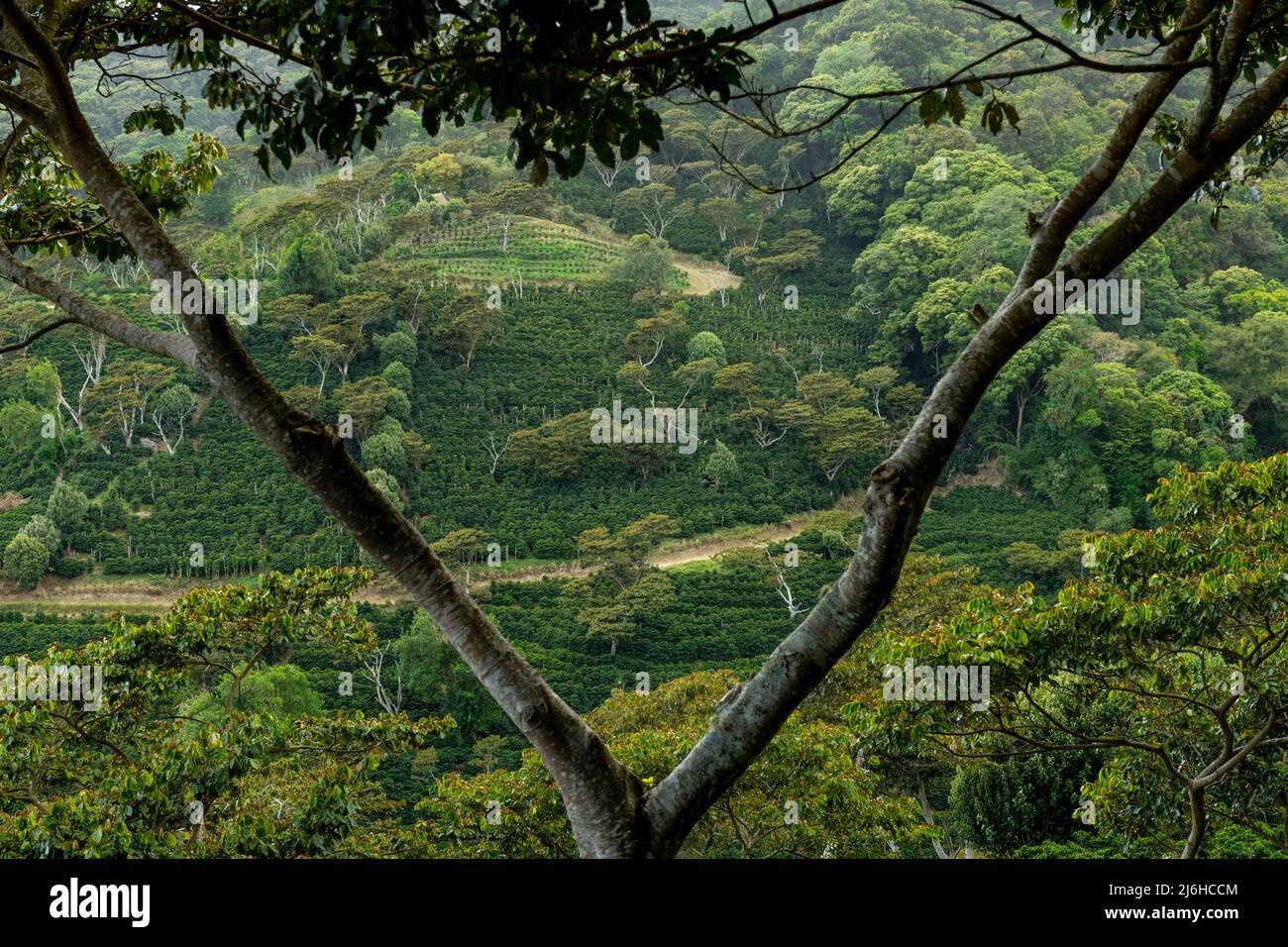 An organic coffee farm in the mountains of Panama, with red coffee ...