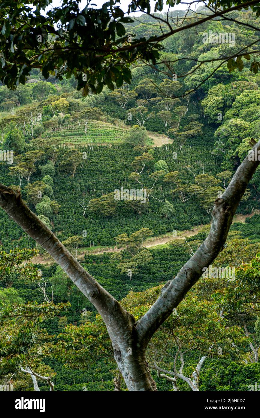 An organic coffee farm in the mountains of Panama, with red coffee ...